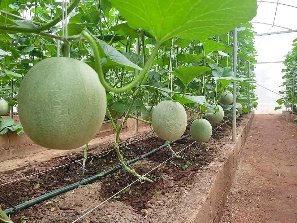 Gallery – Sabaidee Farm Chiang Rai