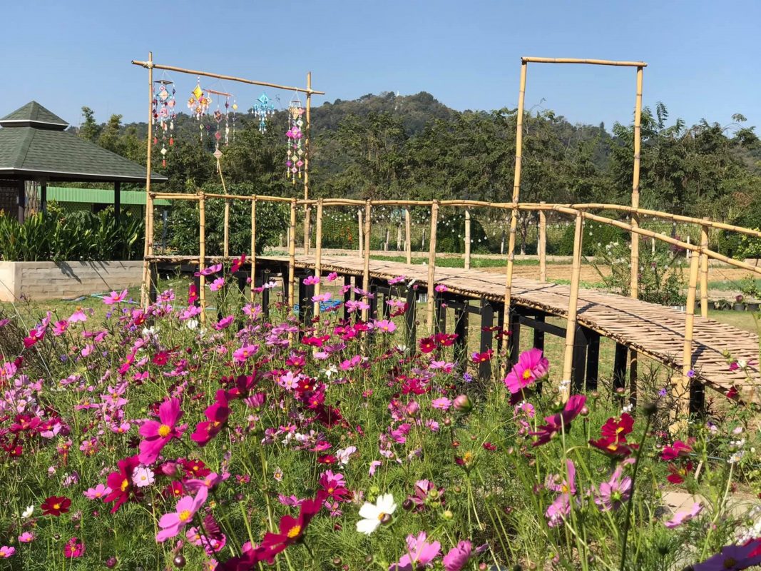 Gallery – Sabaidee Farm Chiang Rai
