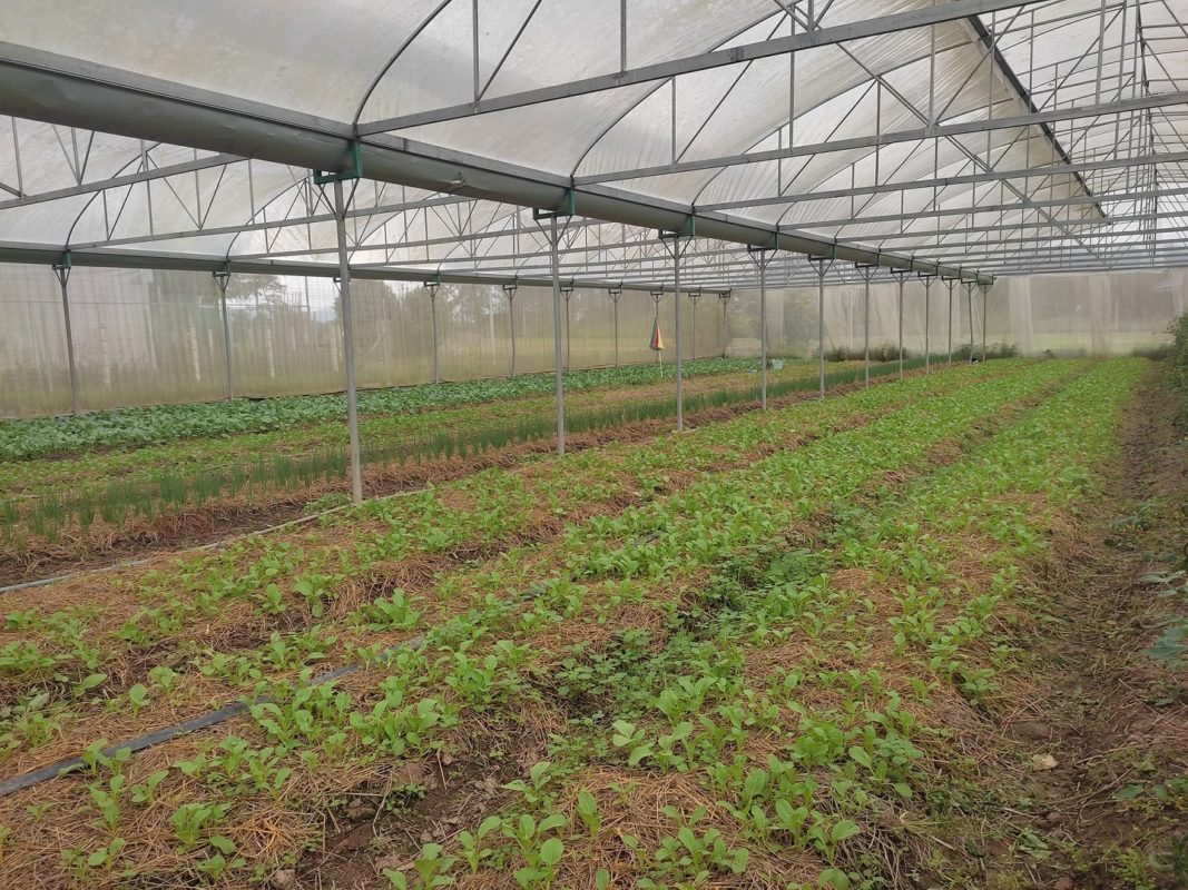 Gallery – Sabaidee Farm Chiang Rai